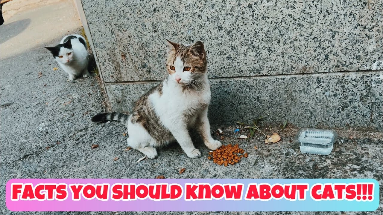 Did you know cat facts? - YouTube