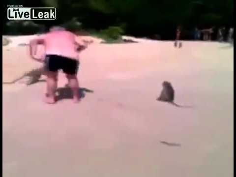 Funny monkey pull down old man's pants - YouTube