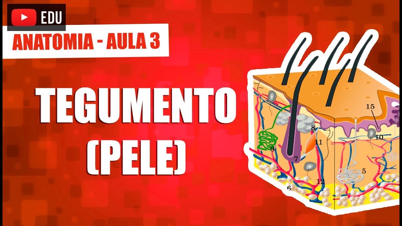 Tegumento (pele) - Anatomia - Aula 03 - YouTube