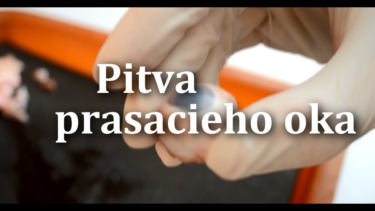 Pitva prasacieho oka - YouTube