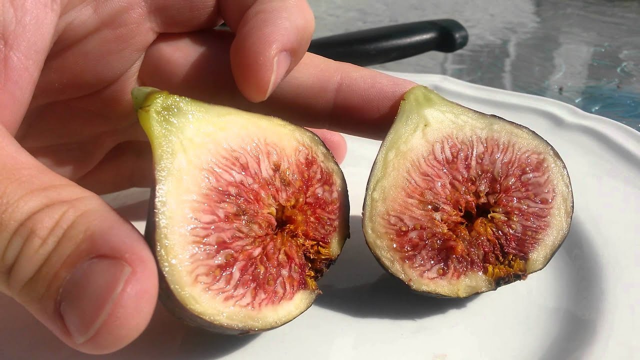 Brogiotto Nero Fig - YouTube