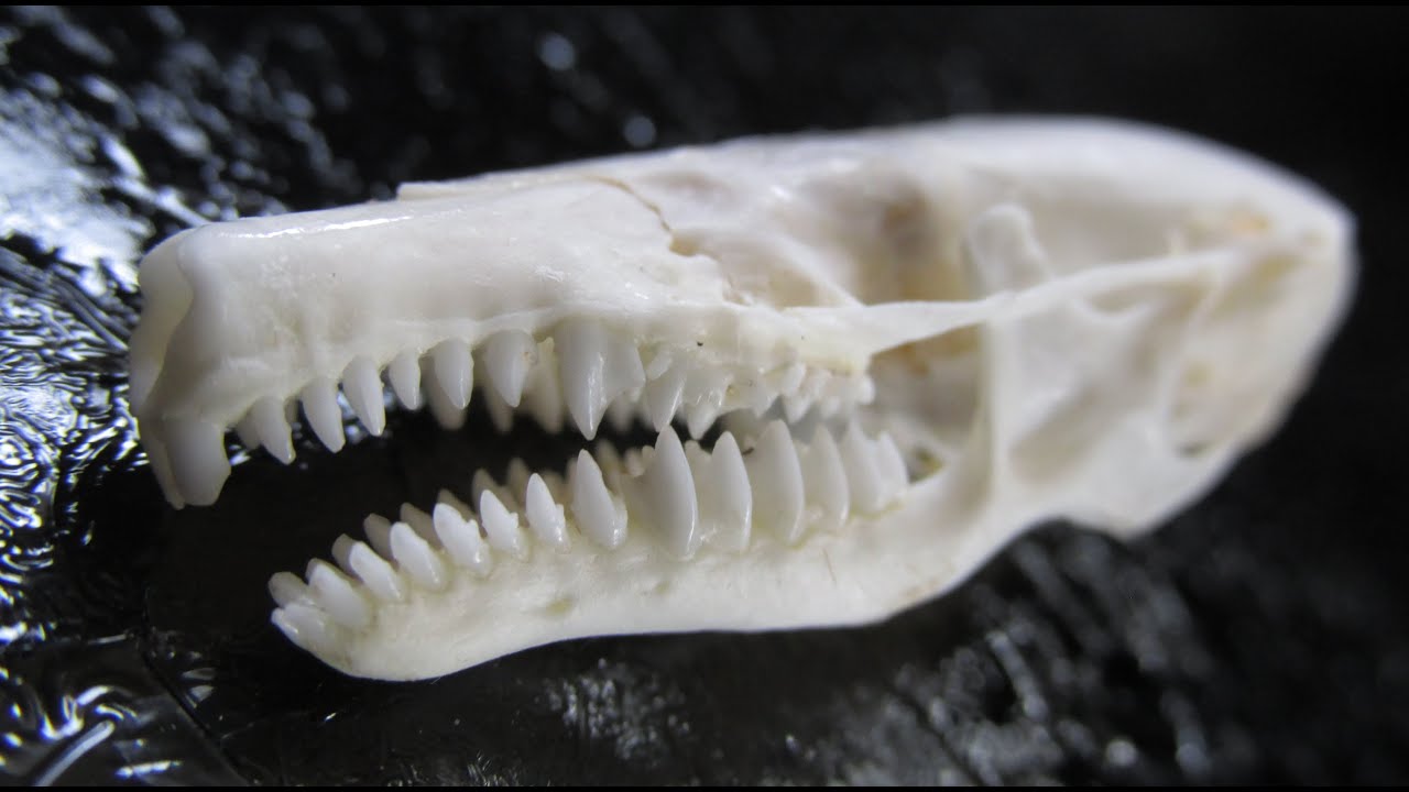 Large Townsend's Mole Skull (Scapanus townsendii) - YouTube
