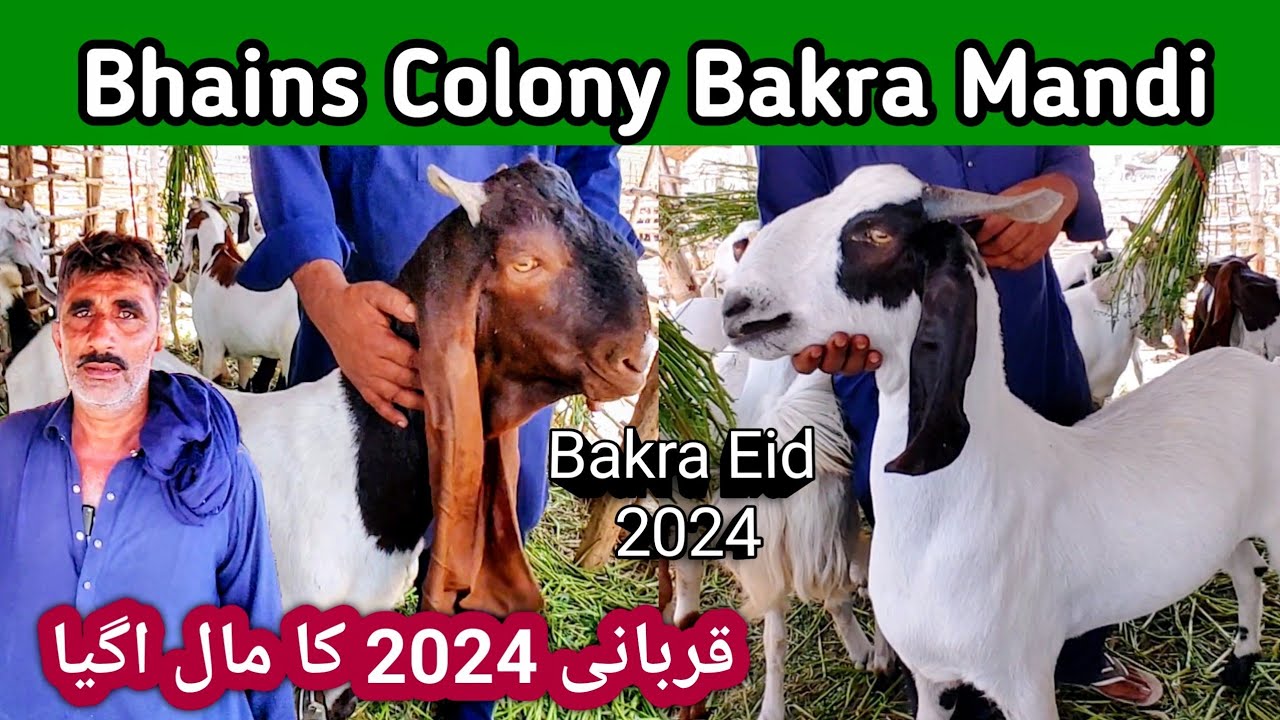 Bhains Colony Bakra mandi update | 8-may-2024 | Bhains colony mandi ...