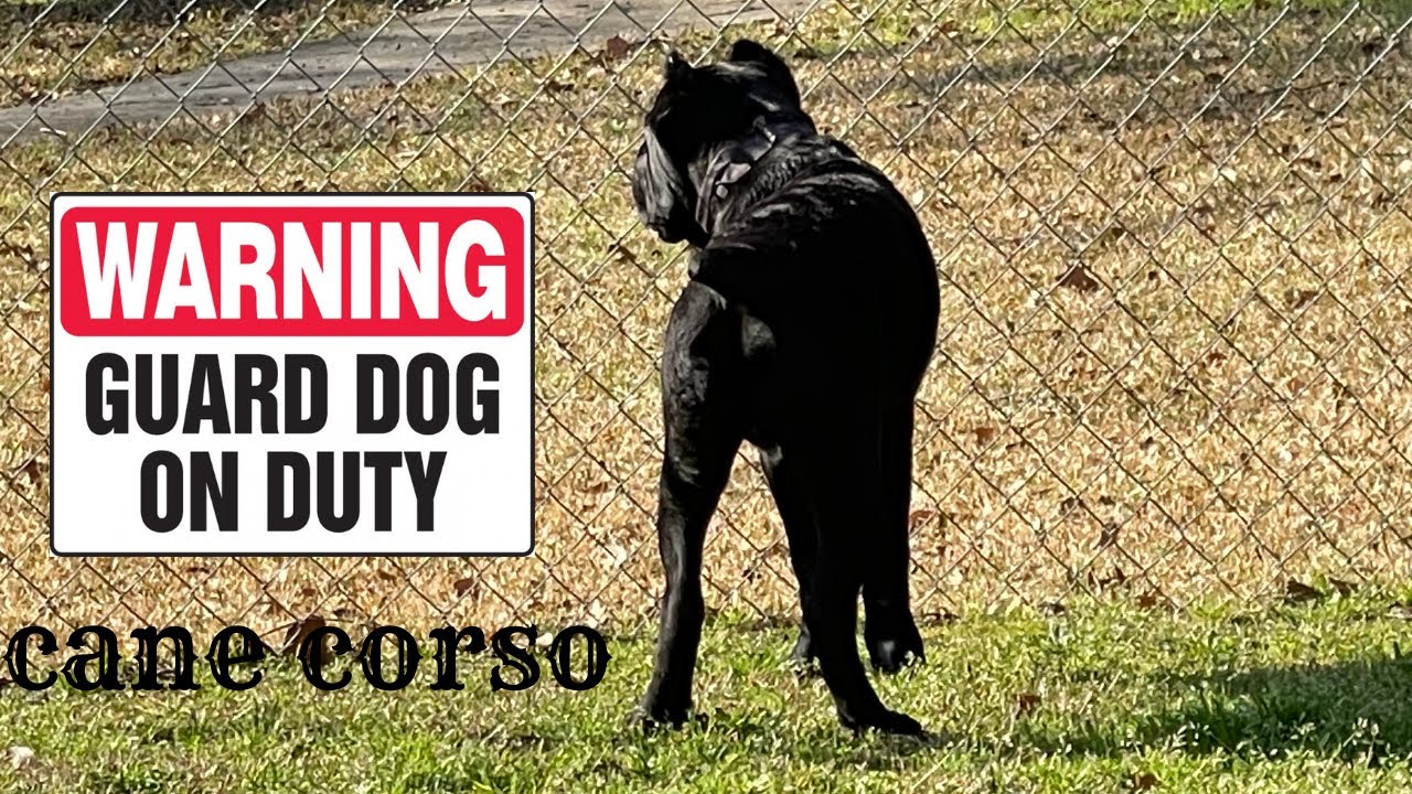 CANE CORSO GUARD DOG DUTY - YouTube