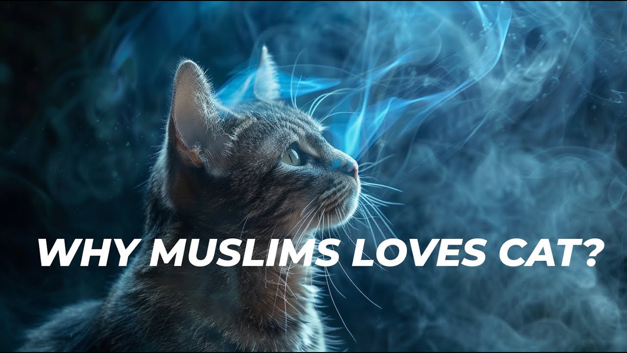 Why Cats Are So Loved in Islam 🐱 | Stories of Prophet Muhammad ﷺ and ...