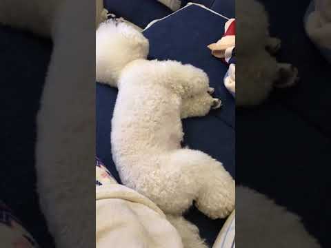 Look at these cute and funny puppies dogs 244