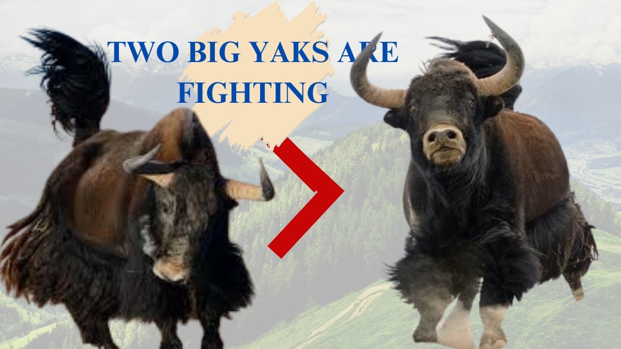 Epic Battle Two Big Yaks Fighting in the Wild! - YouTube