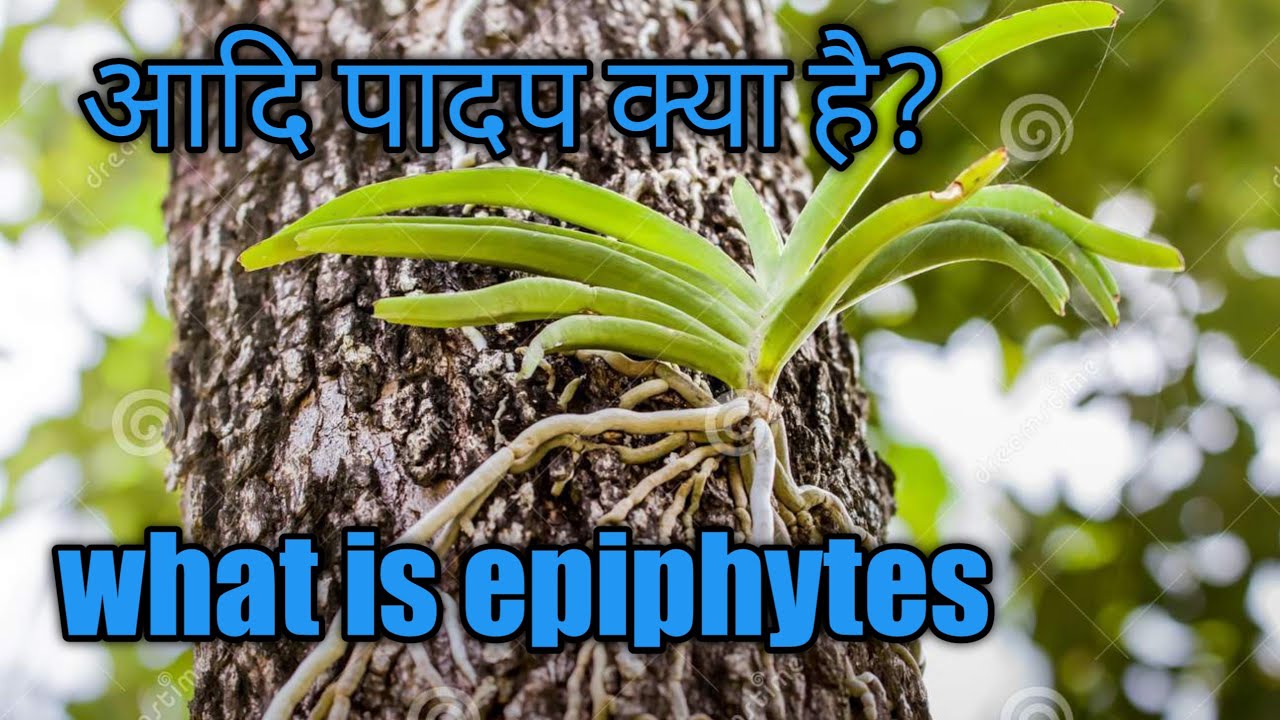 अधिपादप (Epiphytes) /अधिपादप पादप (Epiphytic plants) - YouTube