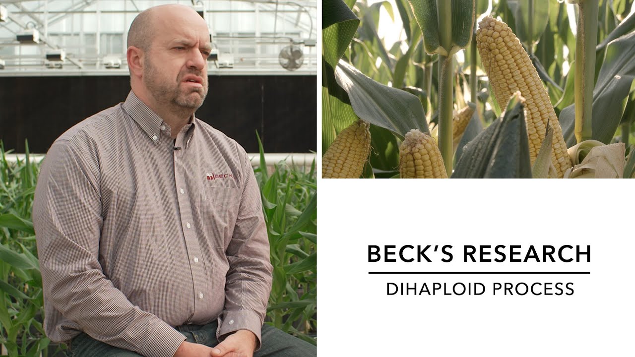 Dihaploid Process | Beck's Research - YouTube