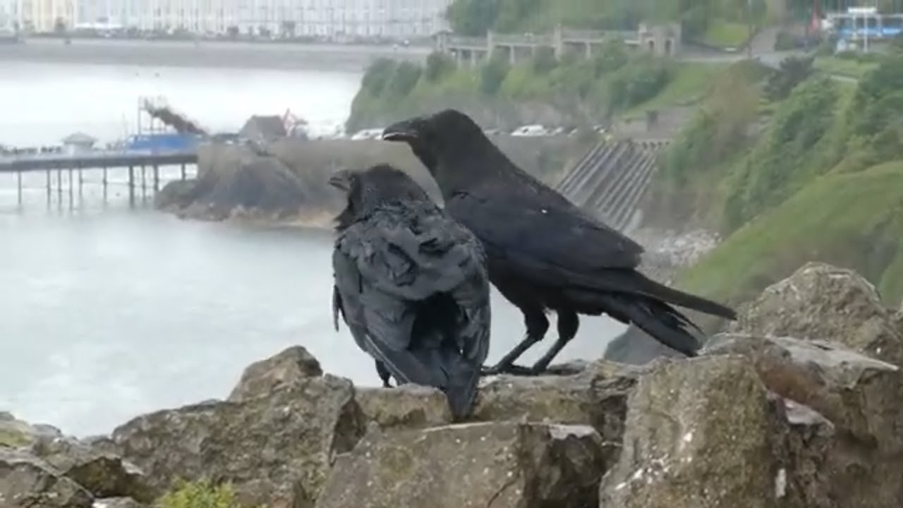 Great Orme Ravens - YouTube