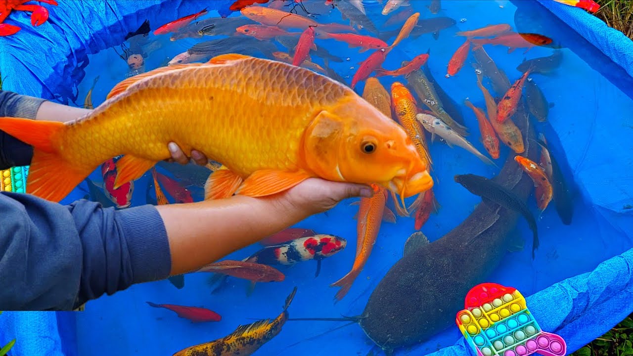 Menemukan ikan mas besar, ikan lele, ikan koi, ikan hias, ikan cupang ...