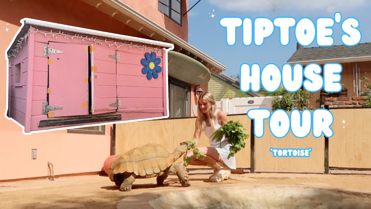 Updating Tiptoe's Enclosure 🐢 *tortoise* - YouTube