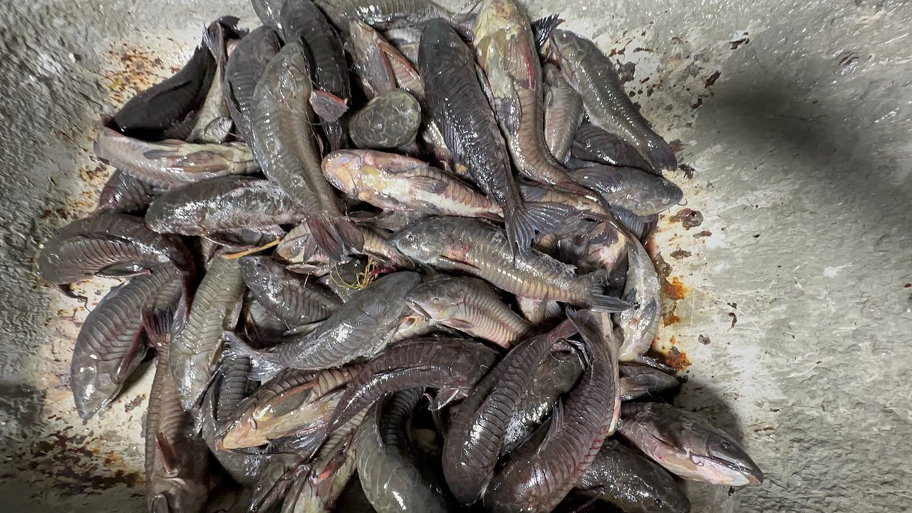 🇬🇾 Fishing in St John River 2024 | HASSA | CASCADOO | Armoured Cat ...