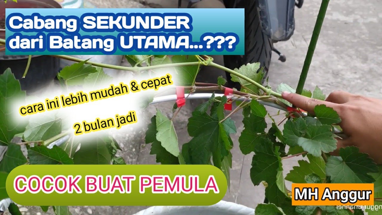 pembentukan cabang sekunder single cordon model tabulampot #pohon # ...