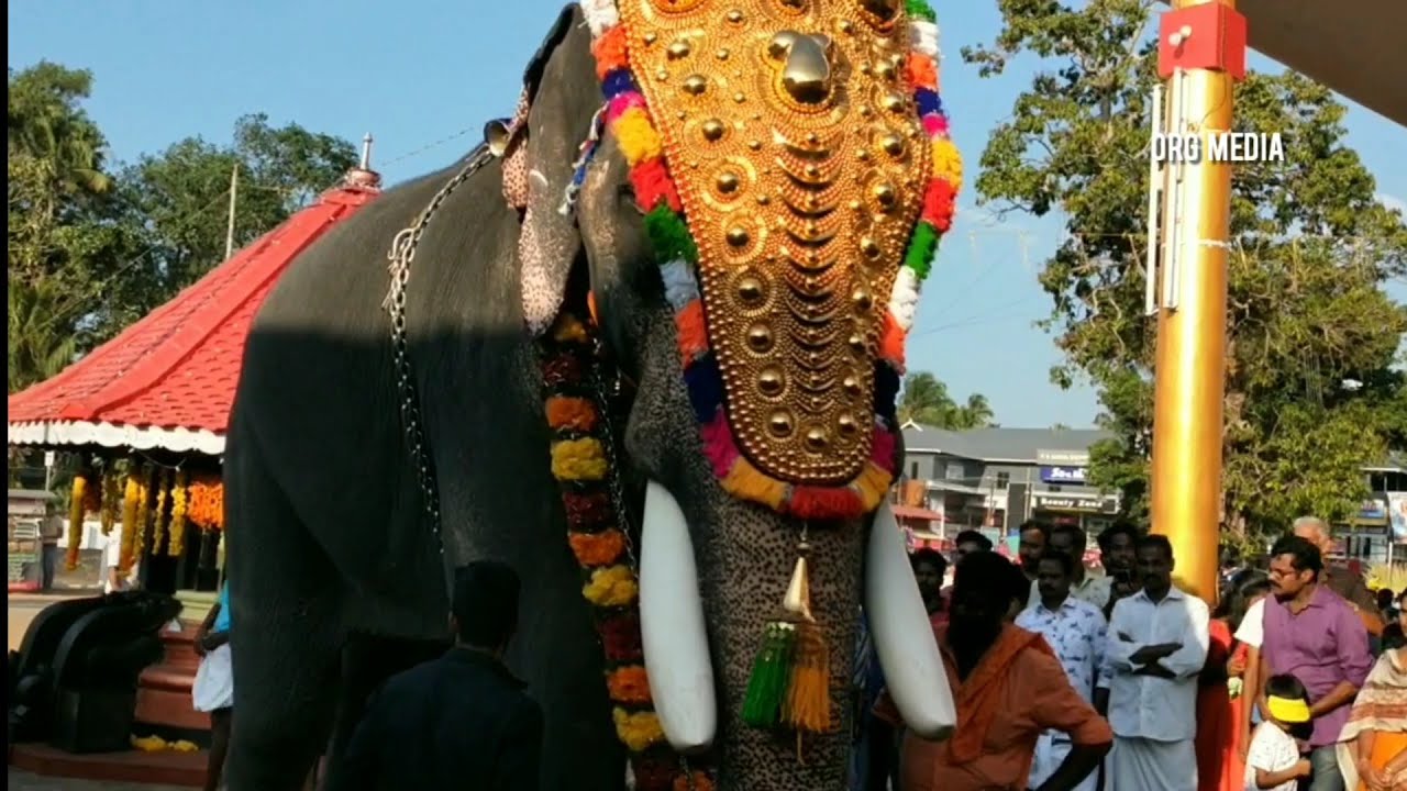 Temple Festival- Chirakkal kalidasan Kerala Elephant Dressing for ...
