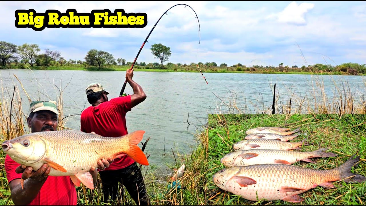 Amazing Fishing | Catching Big Rohu Fishes In Manjeera River ...