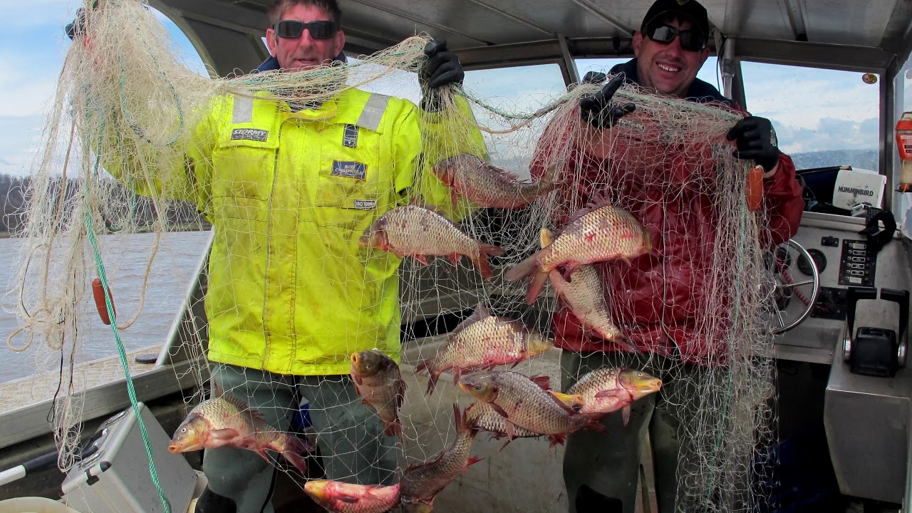 Tasmanian Carp Management Program - YouTube