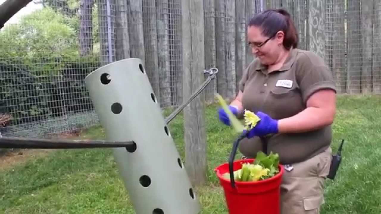 Toronto Zoo Keeper Talks: African Rainforest Pavilion - YouTube