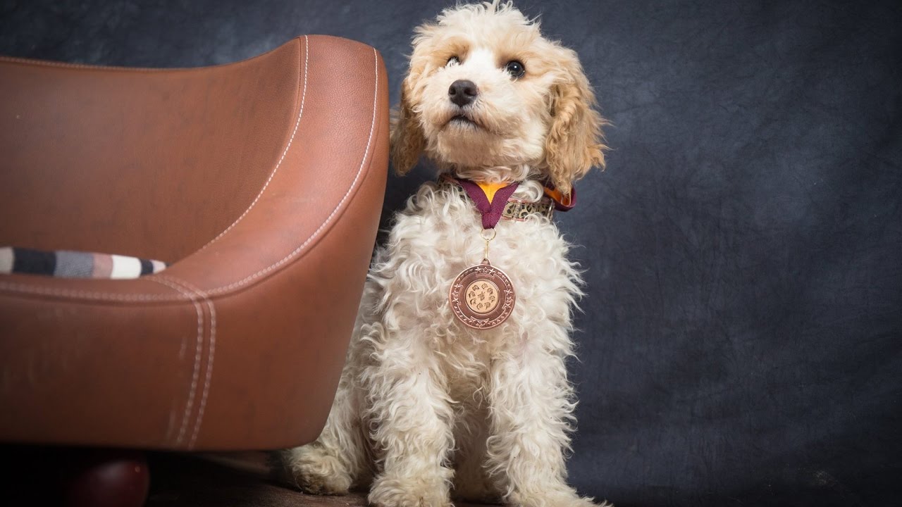 Fifi - Cockapoo Puppy - 2 Weeks Residential Dog Training - YouTube