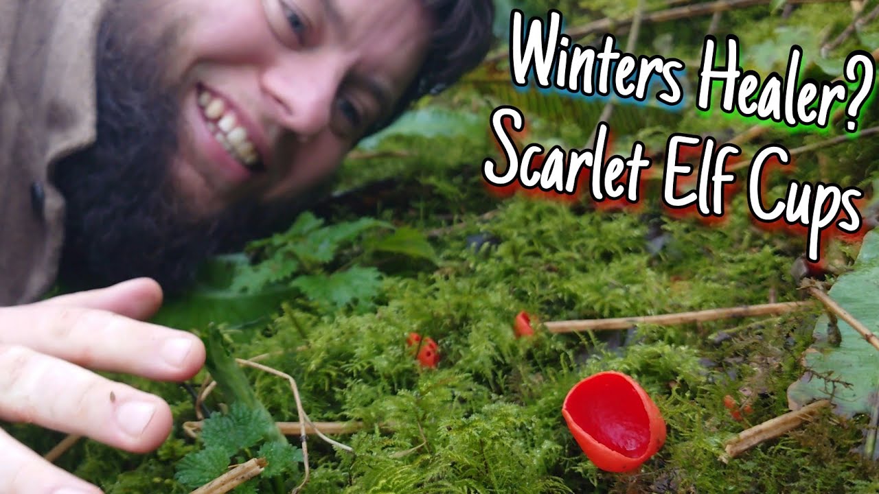 Scarlet Elf Cups - Winter Mushroom Foraging 🍄 Identification, Health ...