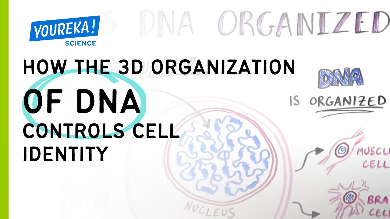 How the 3D organization of DNA controls cell identity - YouTube
