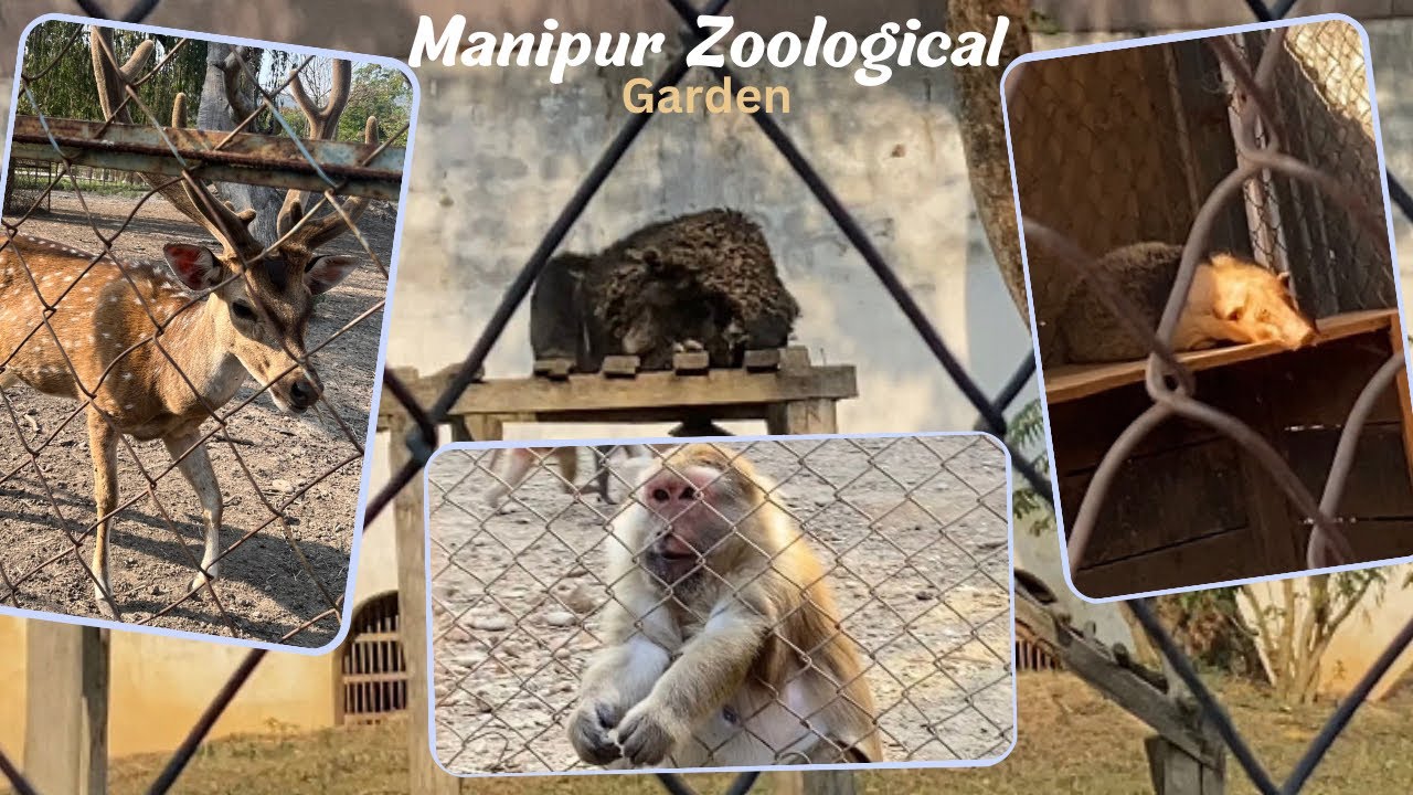 Exploring Manipur Zoological Garden || 2023 || Zoo vlog - YouTube