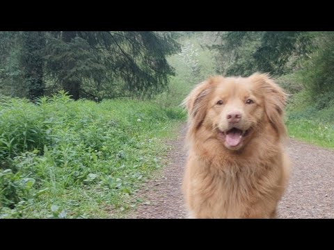 The homeward stretch, a little duck dog in the woods, heading home ...