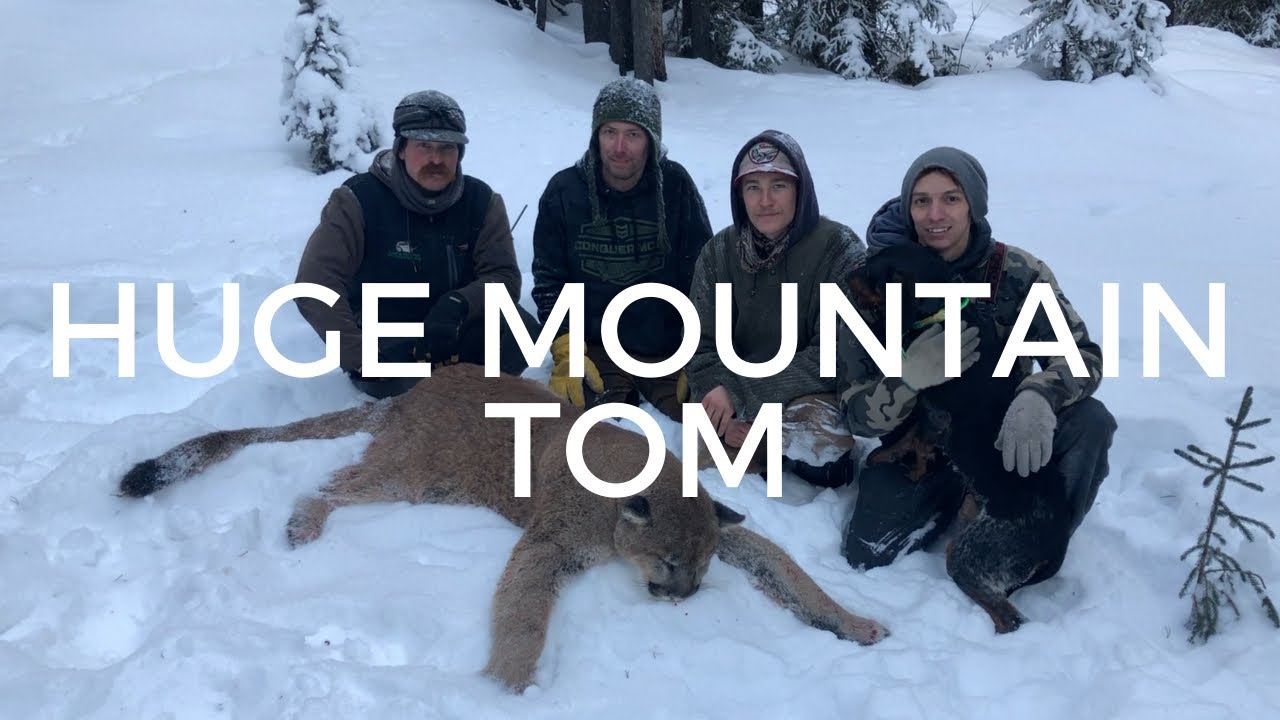 COUGAR HUNT - YouTube