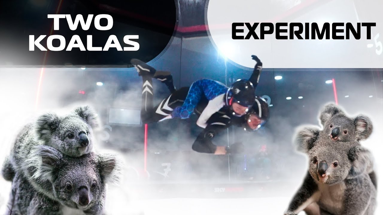 Two Koalas position - experiment flying (Leo & Mate) - YouTube