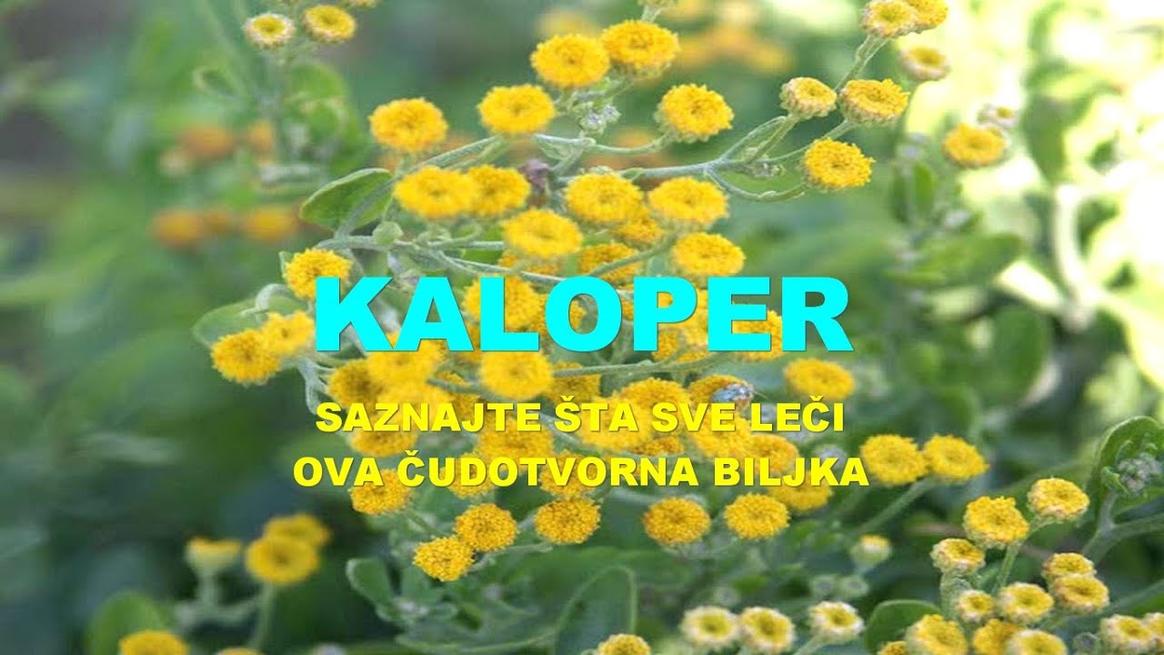 KALOPER - SAZNAJTE ŠTA Sve LEČI Ova ČUDOTVORNA Biljka - YouTube