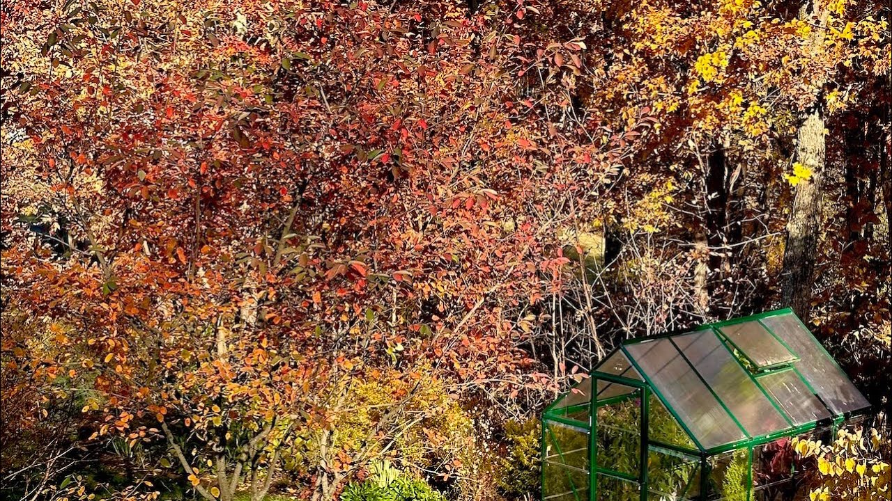 Shrubs, Perennials & Trees for Fall Color - YouTube