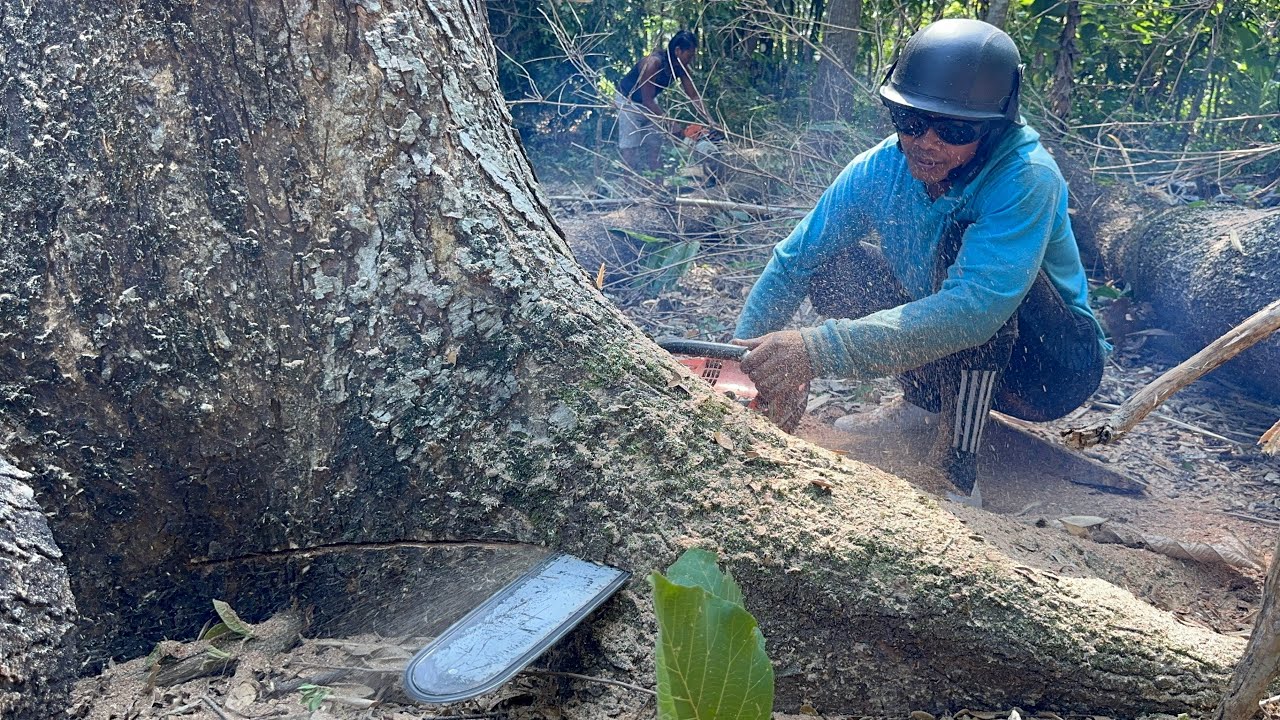 Dig up like a treasure... Cut down a short-stocky trembesi tree‼️ - YouTube