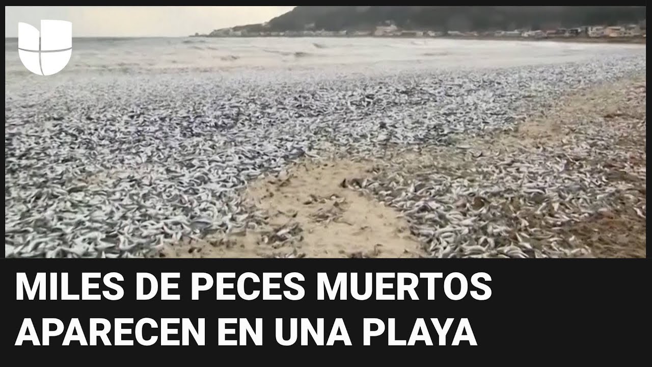 Miles de pescados muertos aparecieron misteriosamente en una playa ...