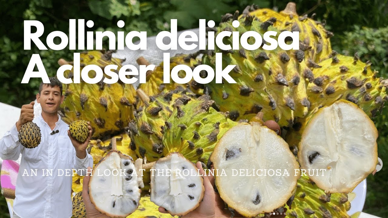 Rollinia deliciosa | A closer look at the Rollinia fruit | How to eat ...