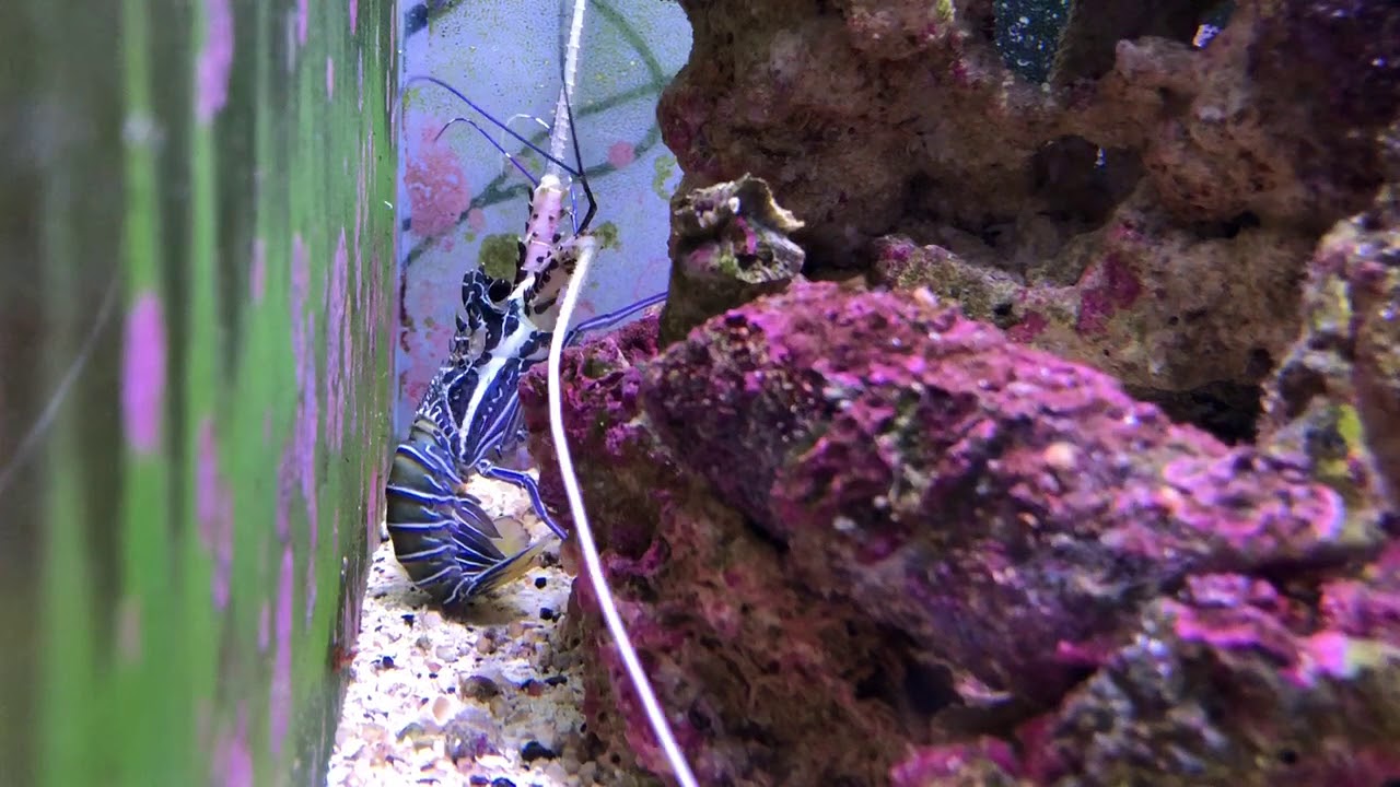 Mini Reef with Blue Spiny Lobster - YouTube
