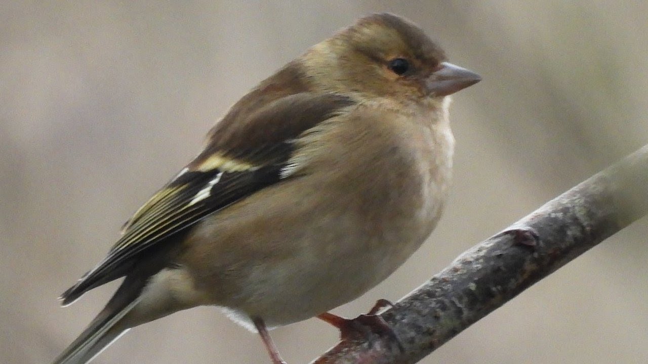 Random Birds part 111 - YouTube