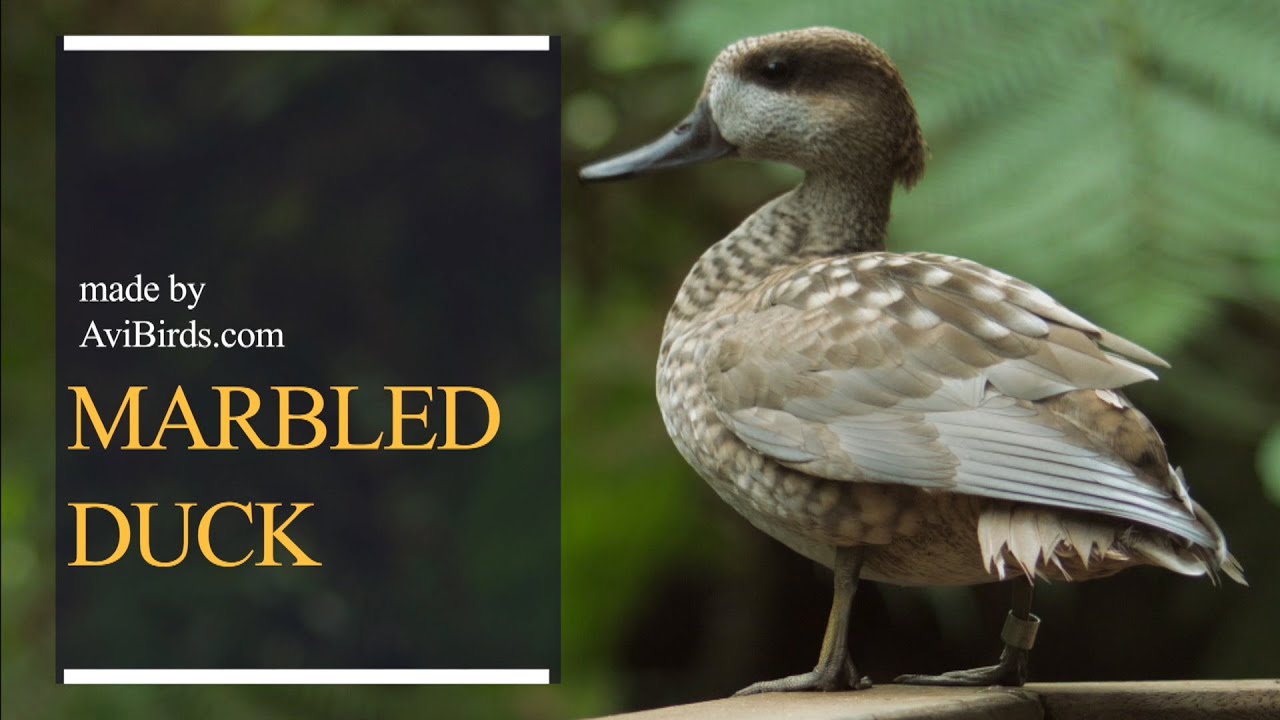 Marbled Duck / Marbled Teal [Marmaronetta Angustirostris] - YouTube
