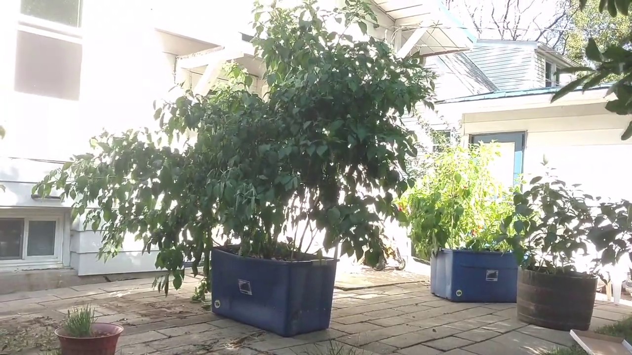 HUGE peppers plants - YouTube