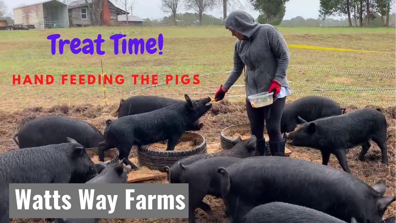 Hand feeding the pigs some treats! And they love it! - YouTube