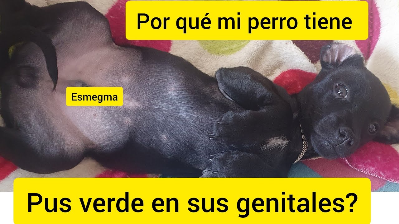 Qué Significa Cuando Una Perra Tiene Secreción Verde