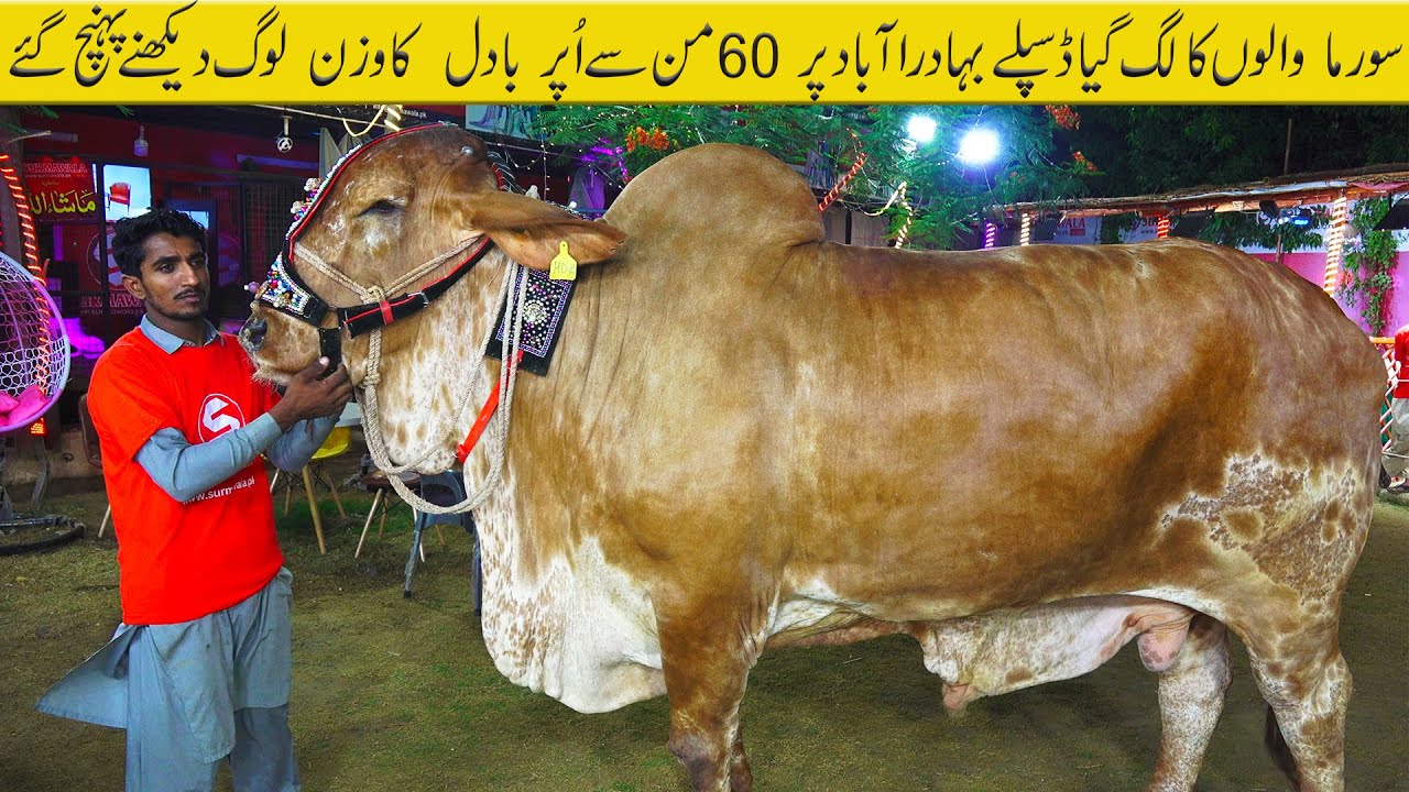 Surma Wala Cattle Display at Bahadrabad | 60 Man ka Badal 6 man ka ...