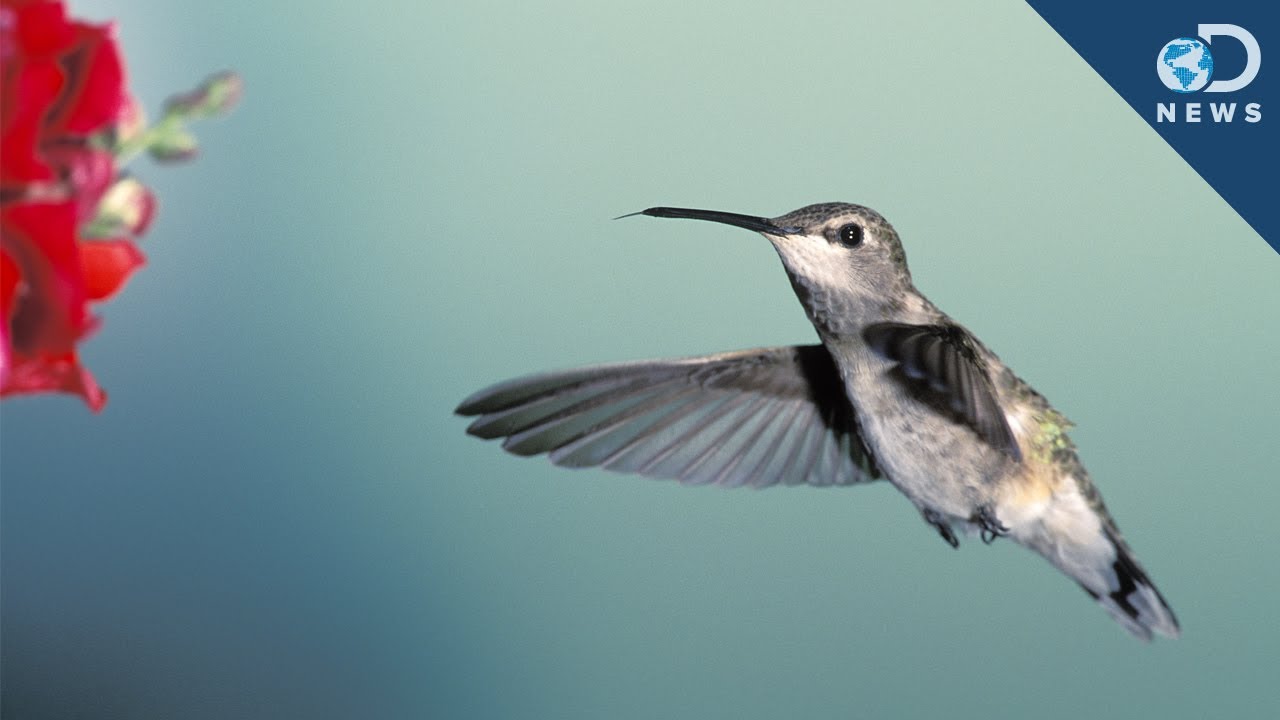What Hummingbirds Can Teach Us About Flying - YouTube