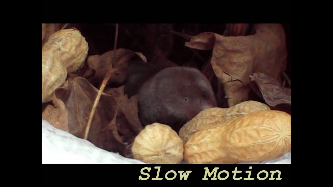Winter Shrew - YouTube