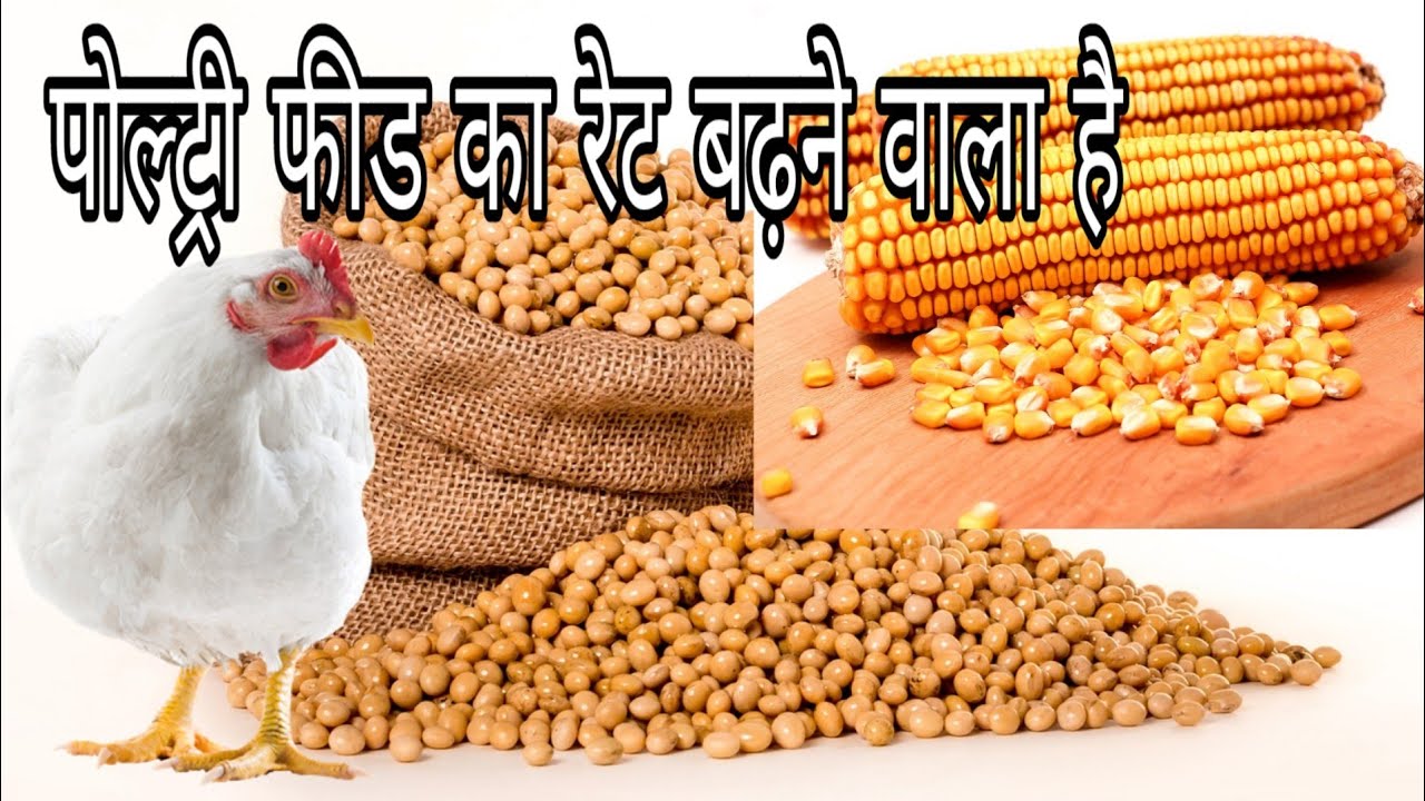 poultry-feed-rate-increase-poultry