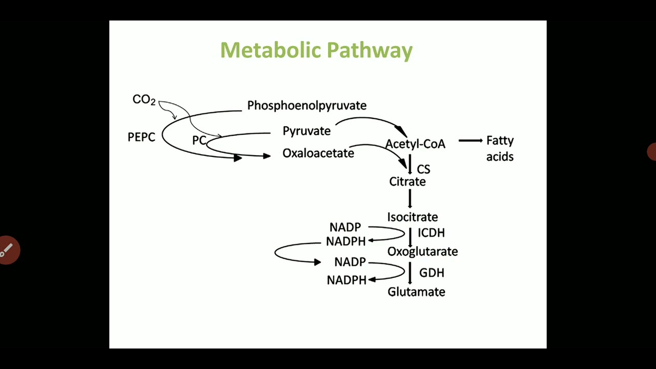 L Glutamic acid Production #biology #biotechnology #beer #beverage # ...