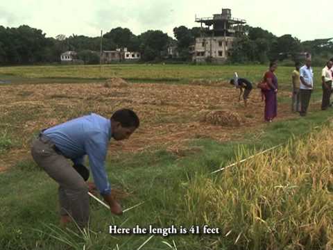 Sample Crop (Paddy) Cutting Methodology used by BBS - YouTube