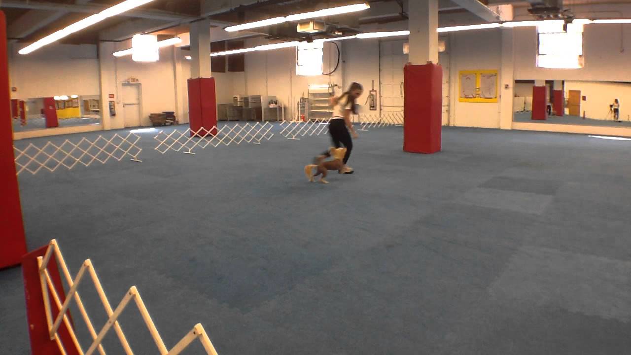 Canine Freestyle Routine: Ringo "It's a Good Day" - YouTube