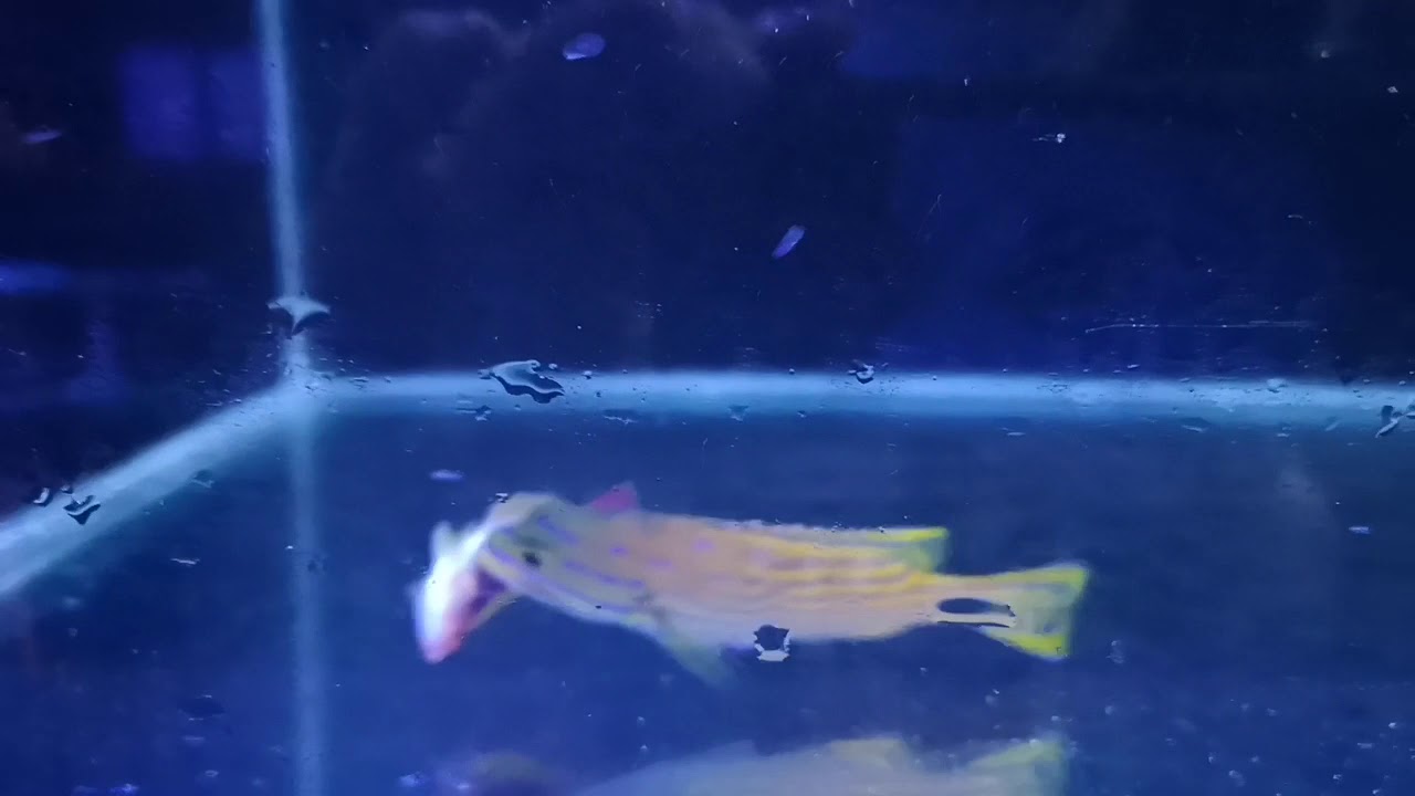 Polleni Grouper Killed Another Fish - YouTube