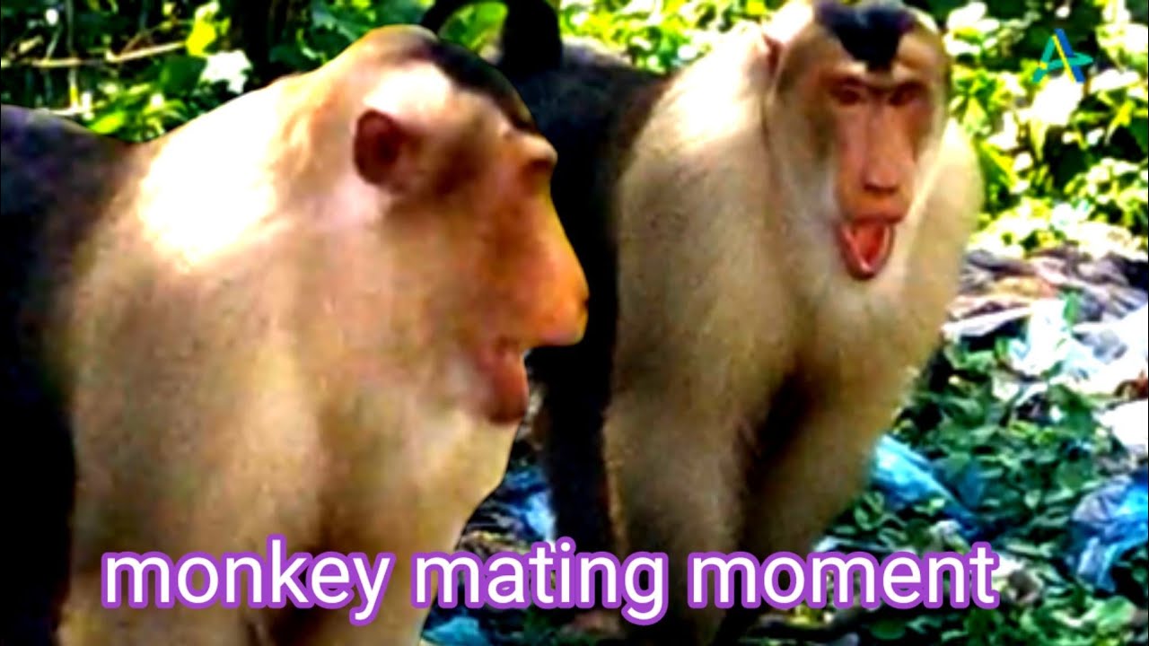 funny monkey videos - YouTube