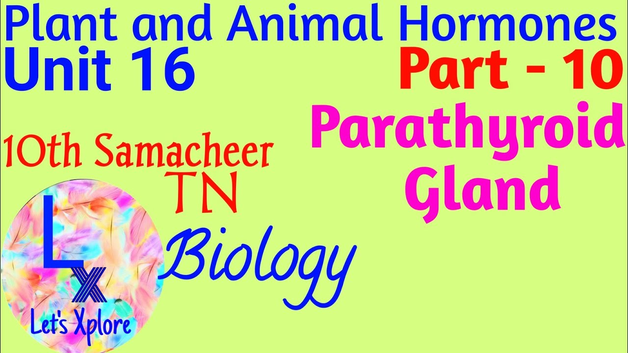 10th std Biology, Unit 16 Plant and Animal hormones, Parathyroid Gland ...